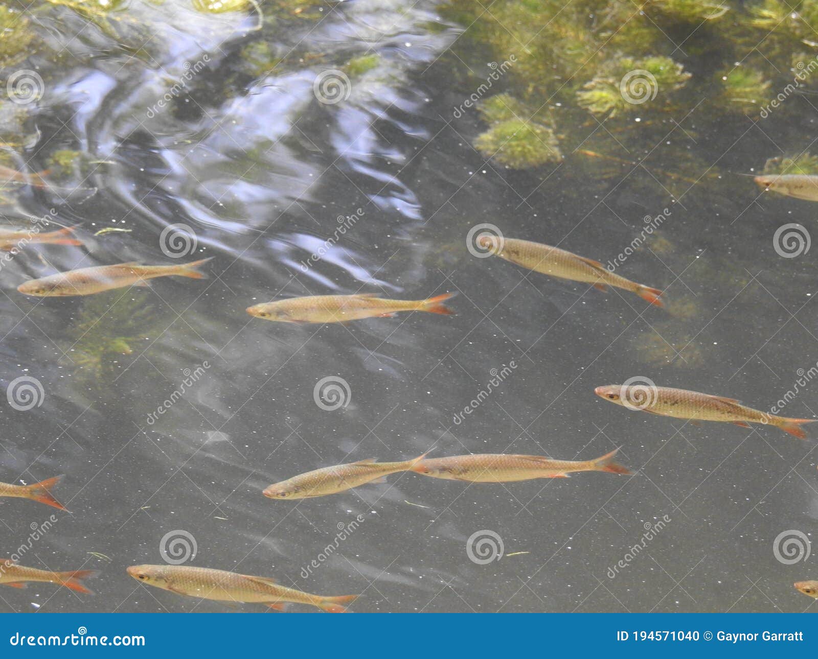 Small fish in the wild stock photo. Image of swimming - 194571040