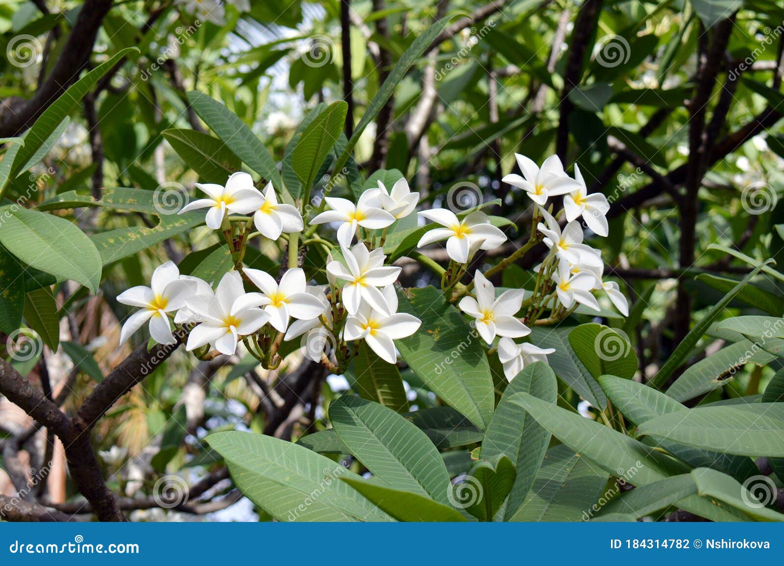 Several Small Flowers of a Medlar Tree Stock Photo - Image of medlar ...