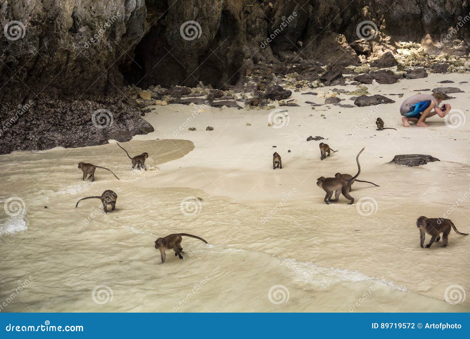 Several Small Monkeys on Beach in Thailand Stock Photo - Image of ...