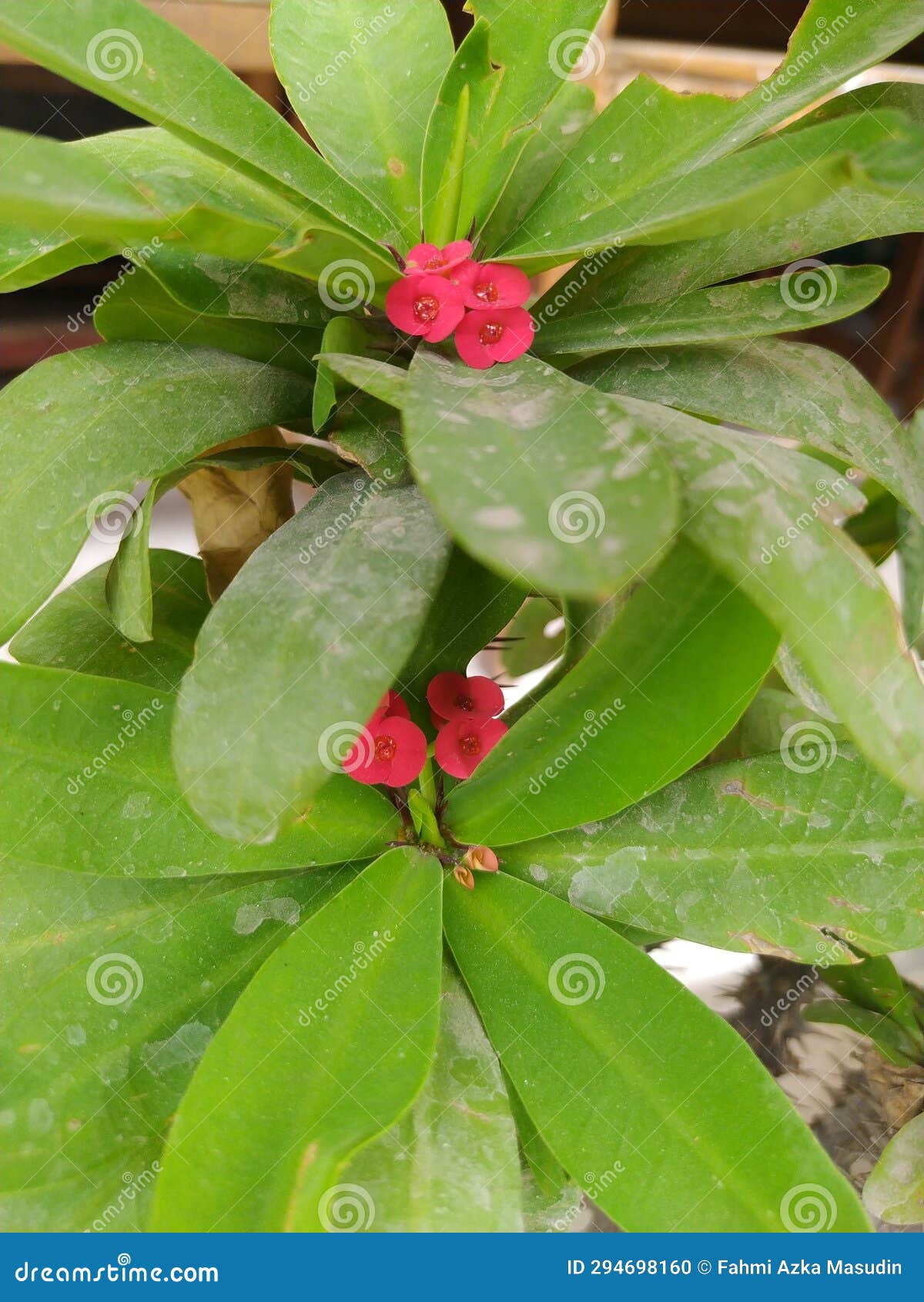 Several Small Red Flowers among the Leaves in the Background Stock ...