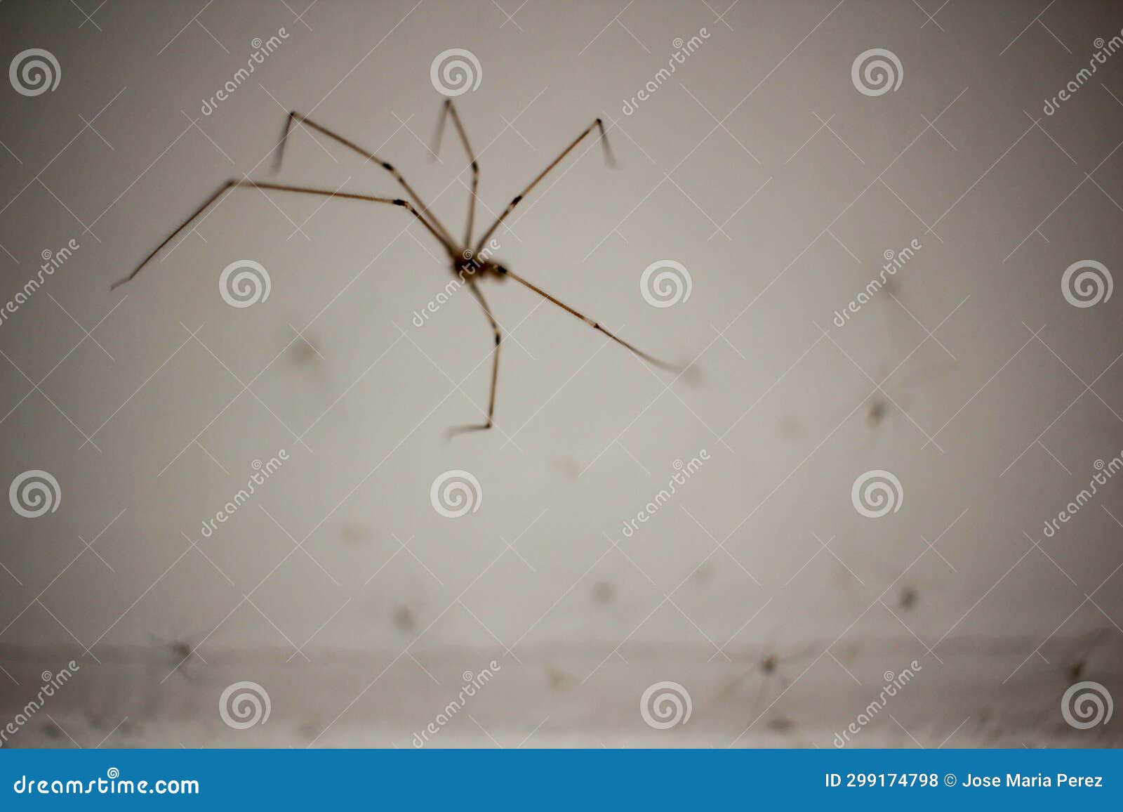 Several Spiders in My Ceiling Stock Photo - Image of arachnid, macro ...