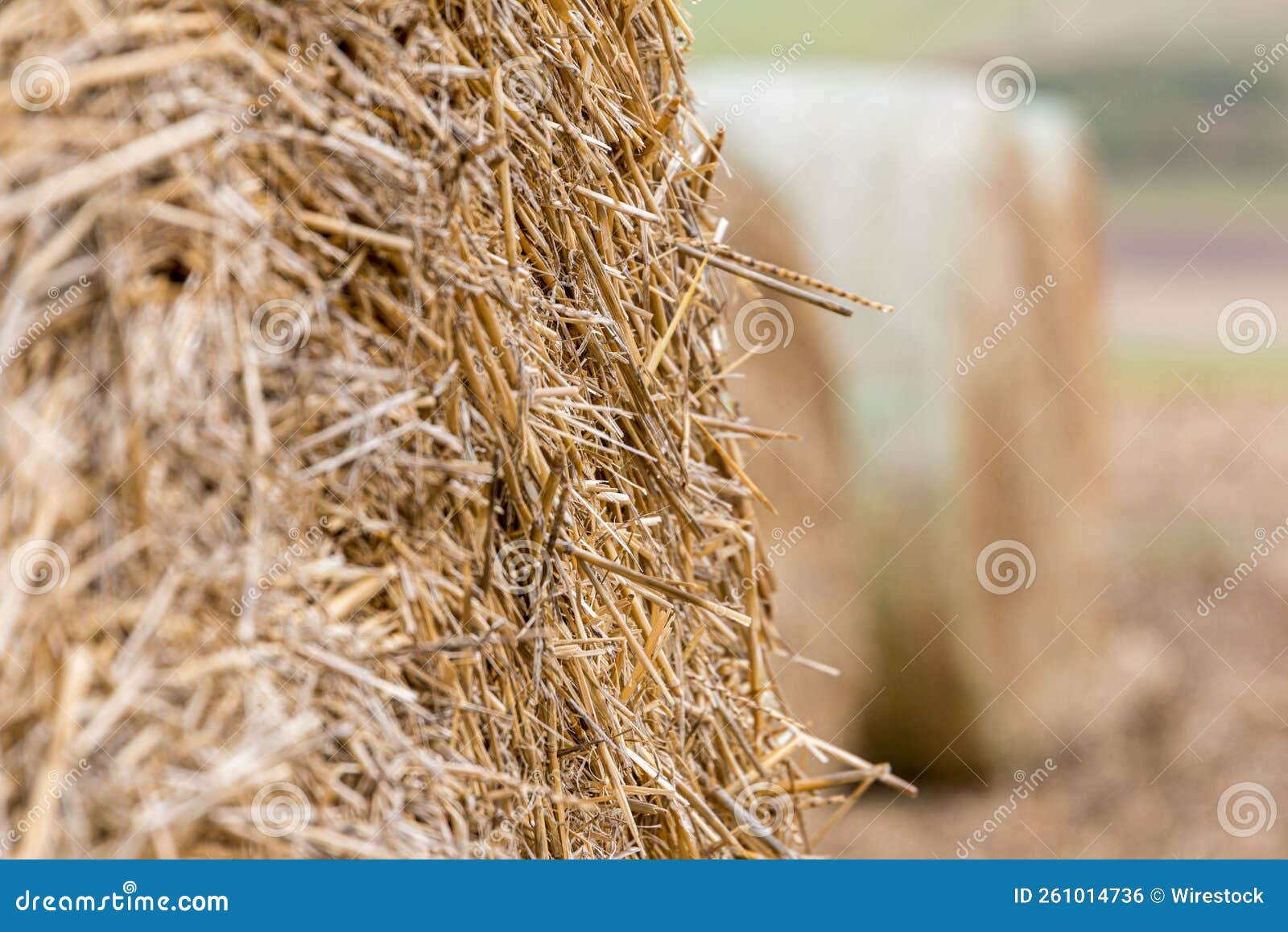Several Straw Rolls in a Row Stock Photo - Image of bale, outdoors ...