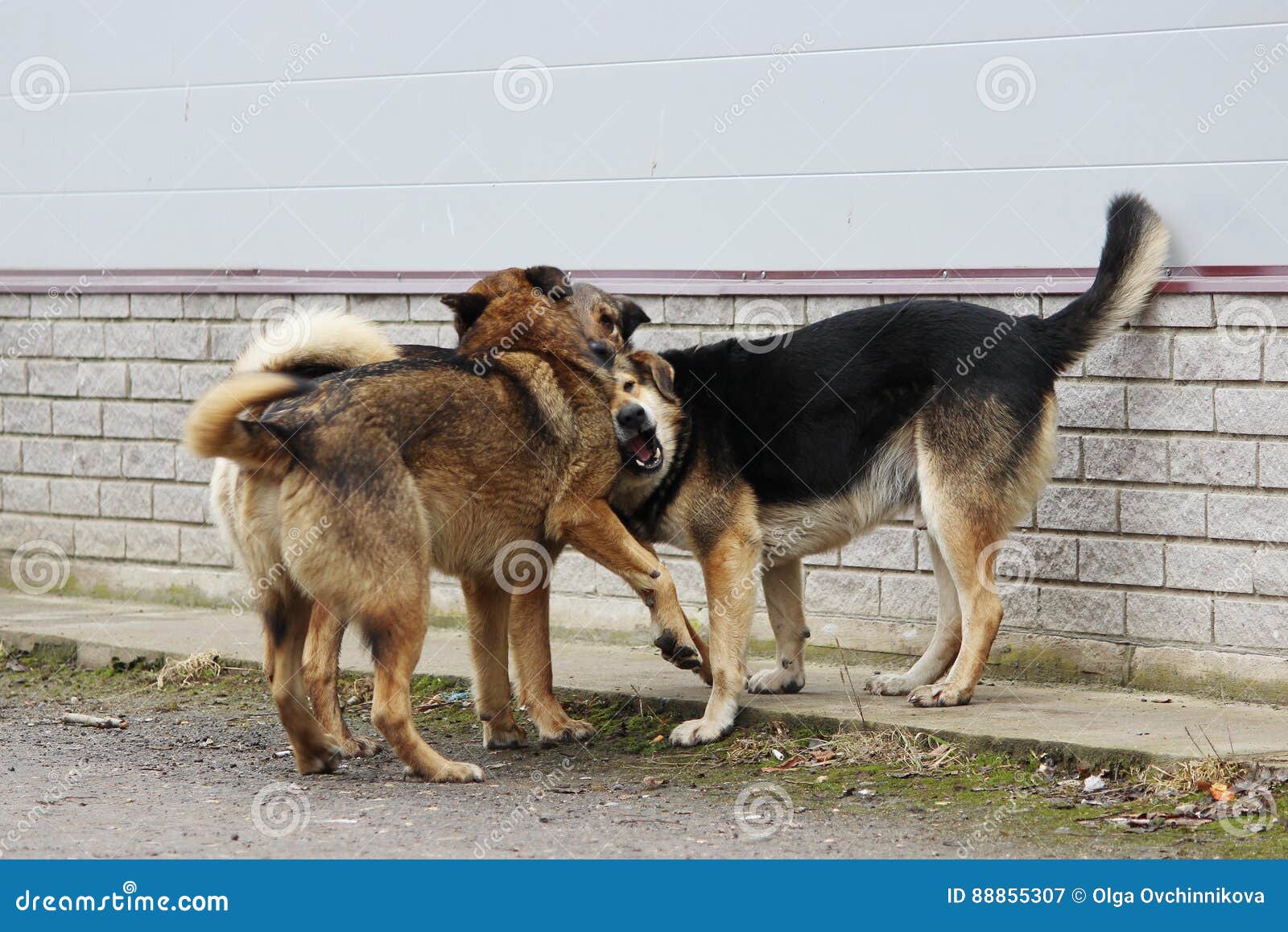 Several Stray Dogs Play with Each Other. Stock Image - Image of canine ...