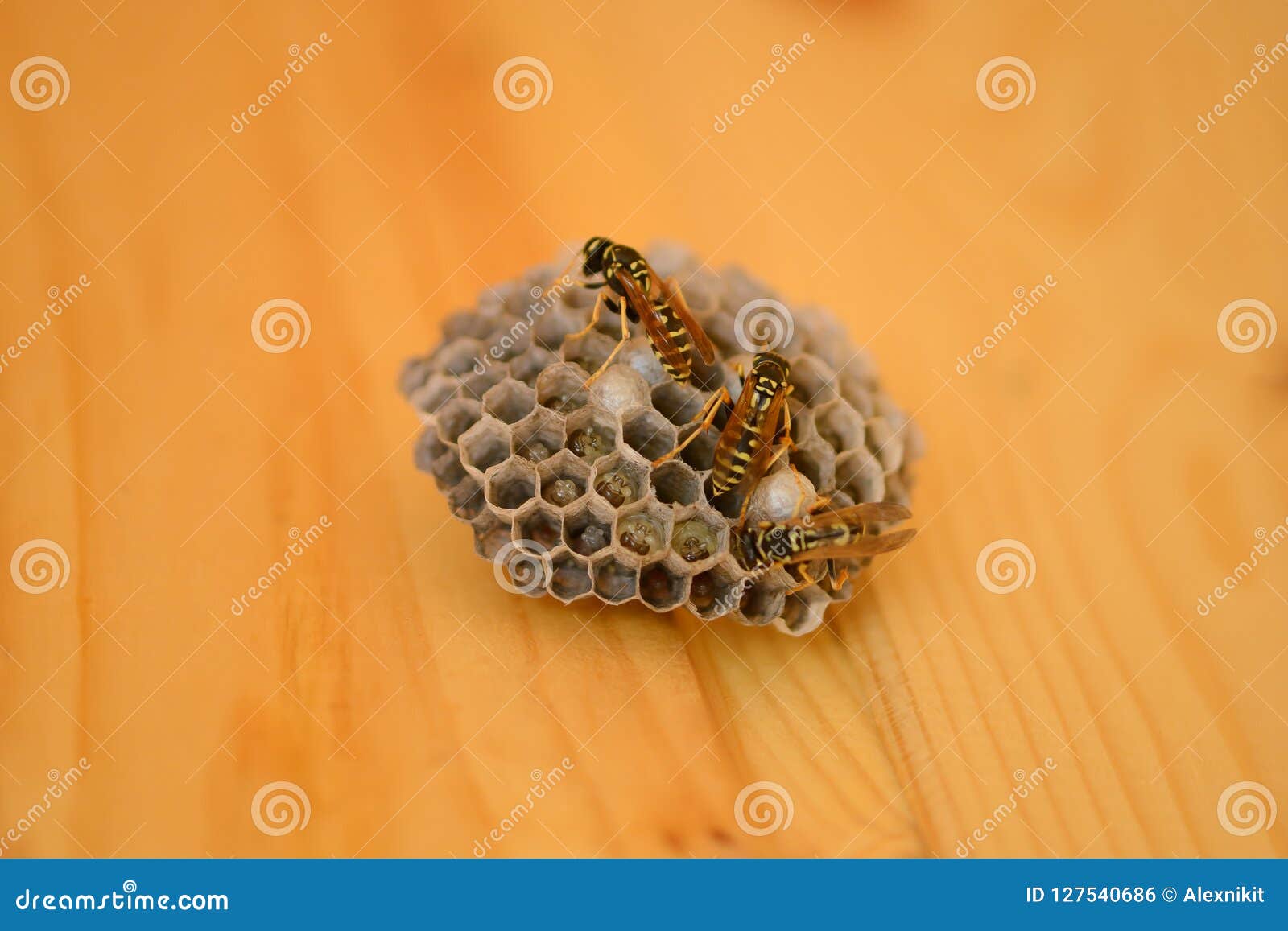 Wasps Build A Nest. Wasp Family Sitting On A Nest Royalty-Free Stock ...