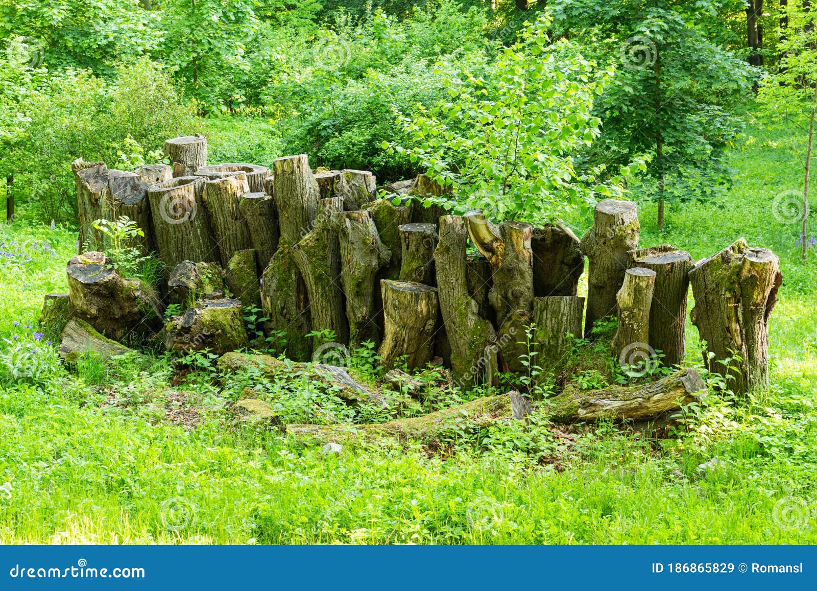 Several Stumps of Trees Lined Up in a Deep Green Forest Stock Image ...
