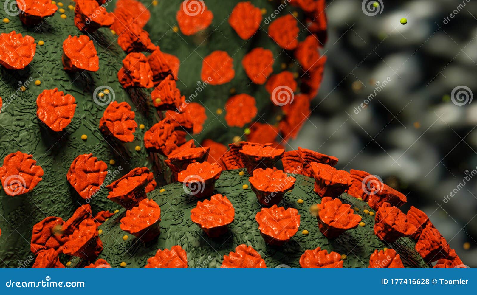 Several Three-dimensional Models of the Virus Inside the Cell. Pandemic ...