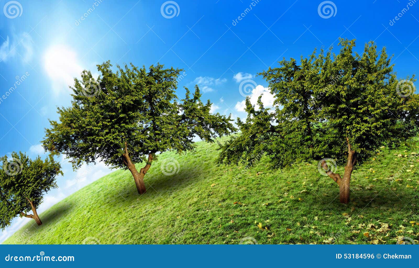 Several Trees in a Green Field Stock Photo - Image of nature ...