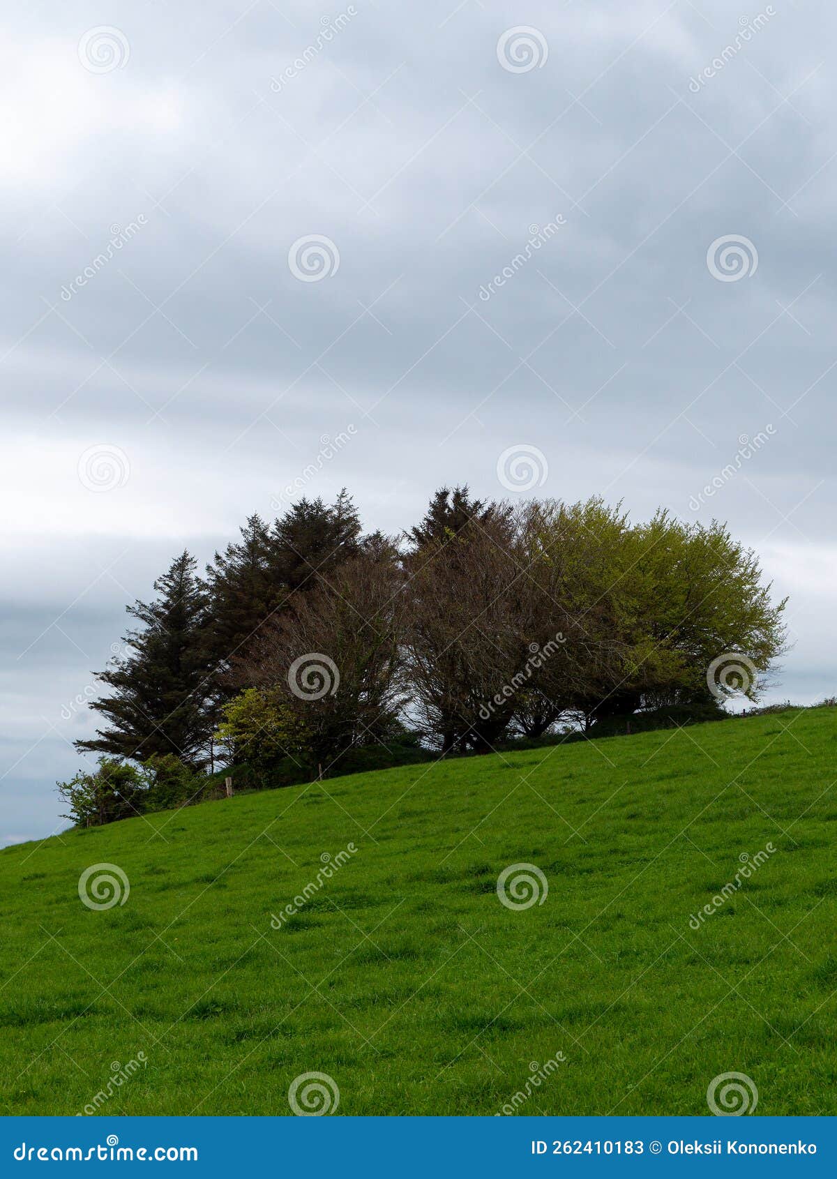 Several Trees on the Hill on a Spring Day. Cloudy Sky, Landscape Stock ...