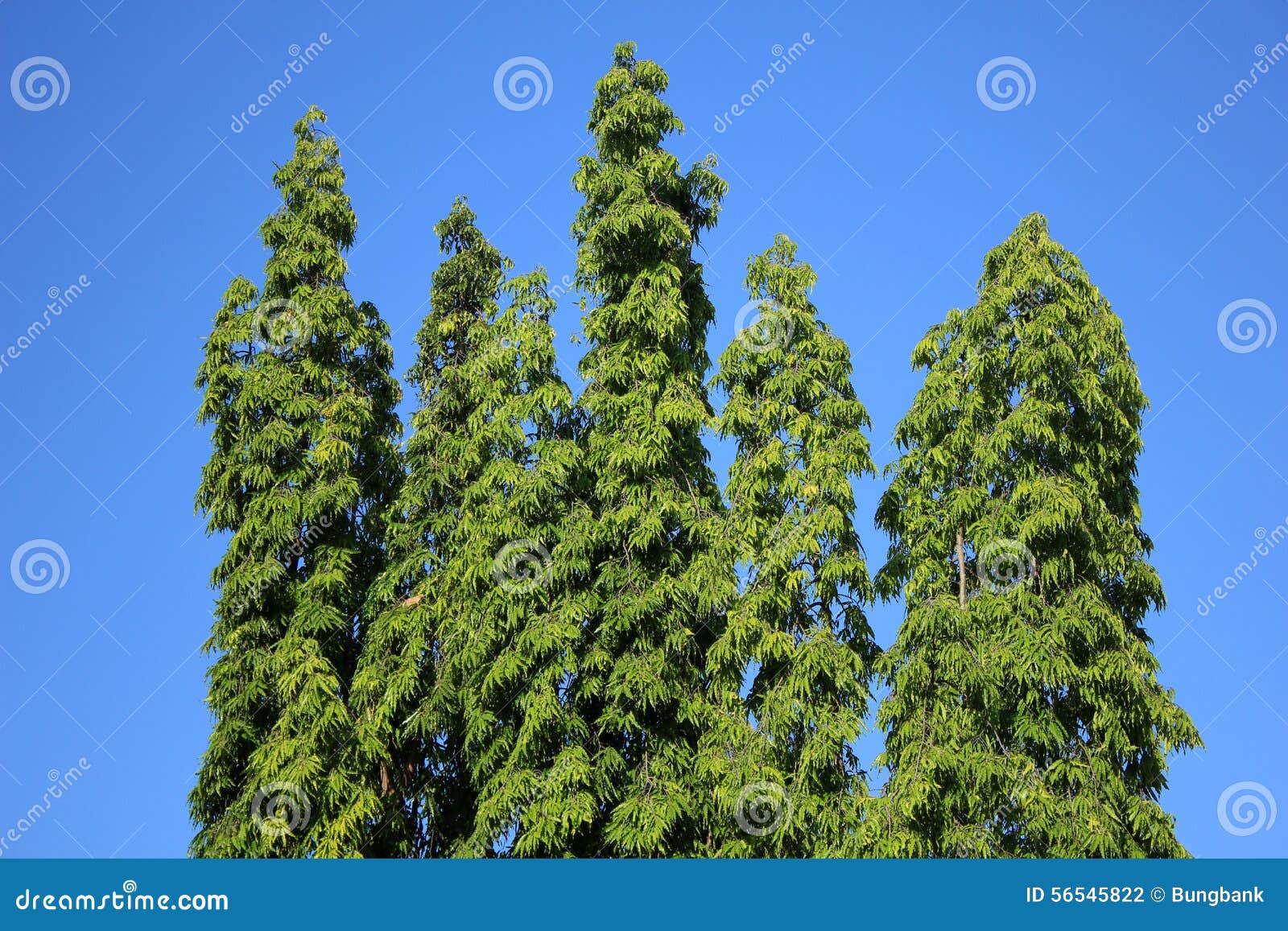 Several Trees Isolated on Clear Blue Sky Stock Photo - Image of plant ...