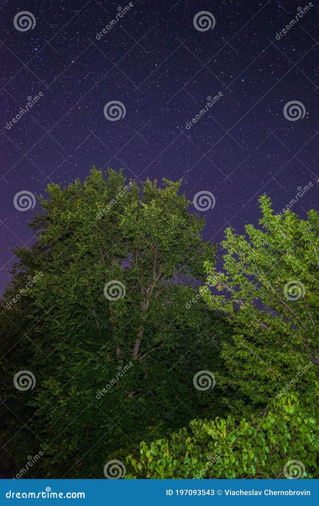 Trees at Night and a Starry Sky with Bright Stars Above Them Stock ...