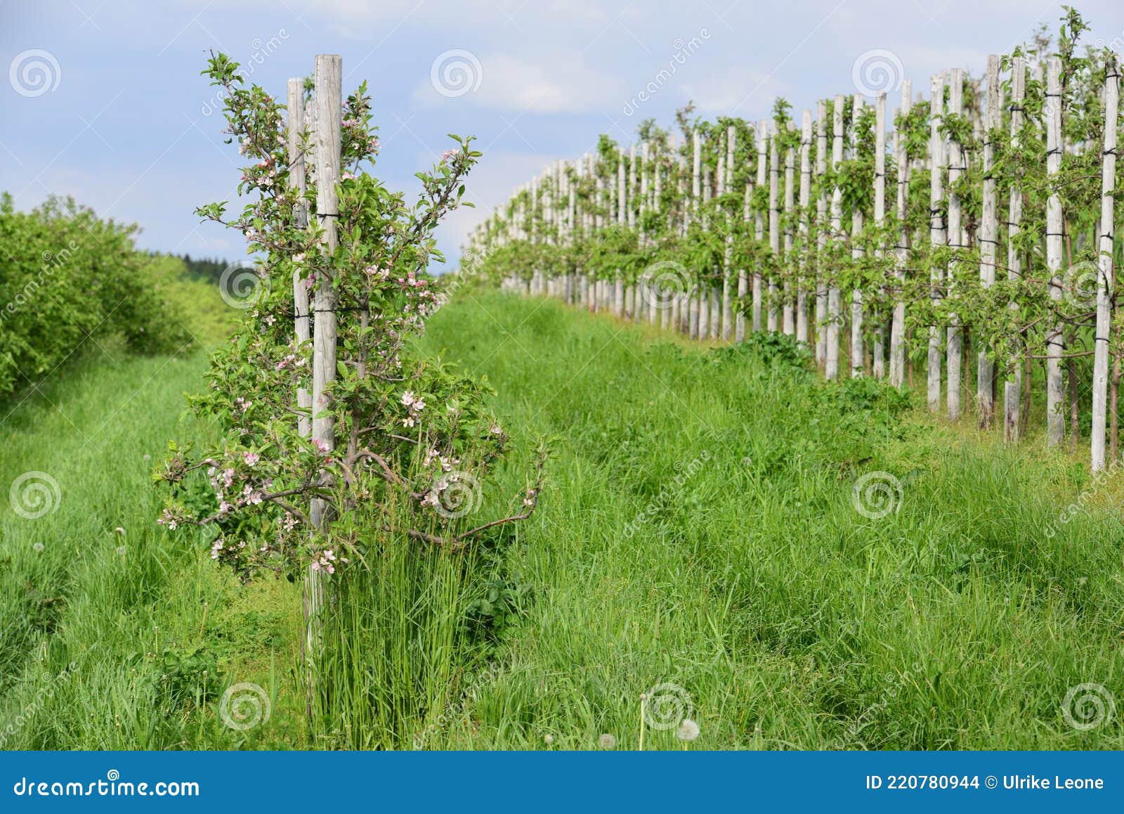 Several Trellises with Young Apple Trees that are in Bloom Stand in a ...