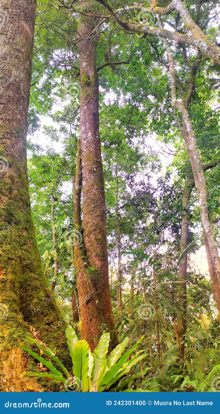 Several Types of Trees or Plants that Live in the Highlands of Mountain ...