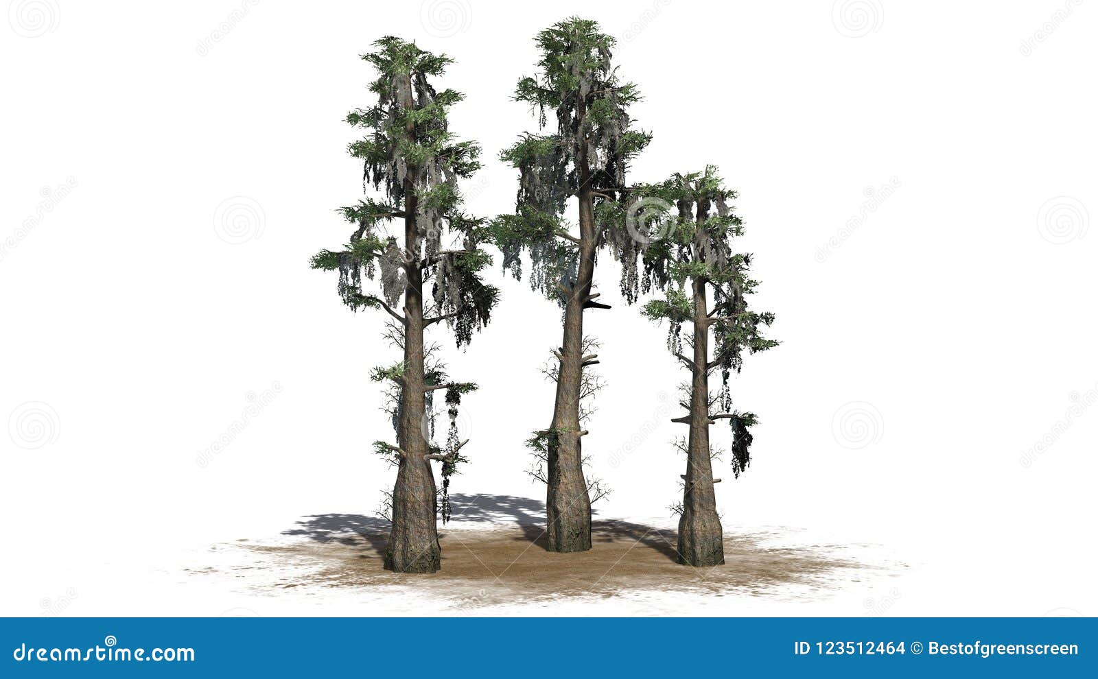 Several Various Bald Cypress Trees Stock Illustration - Illustration of ...