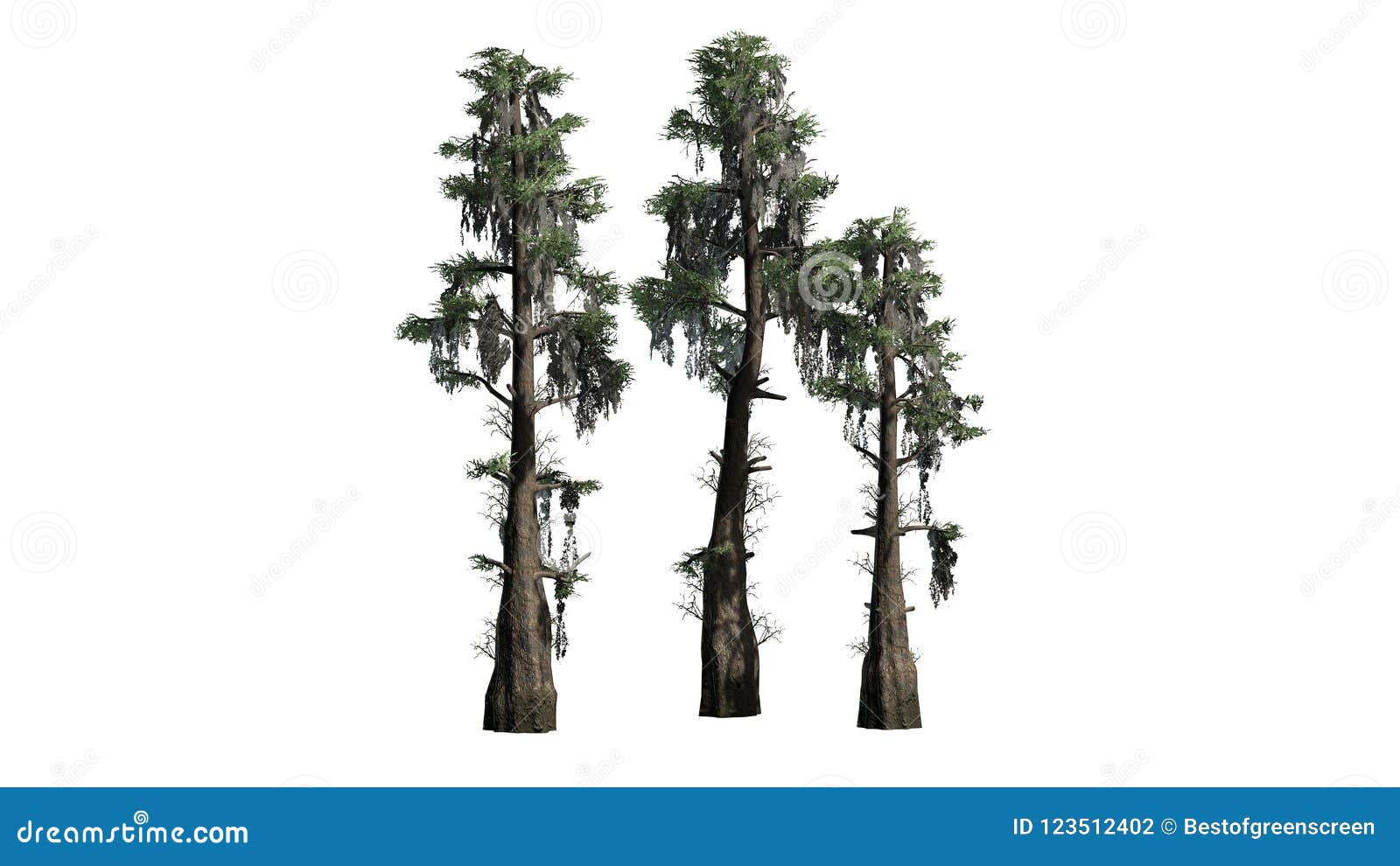 Several Various Bald Cypress Trees Stock Illustration - Illustration of ...