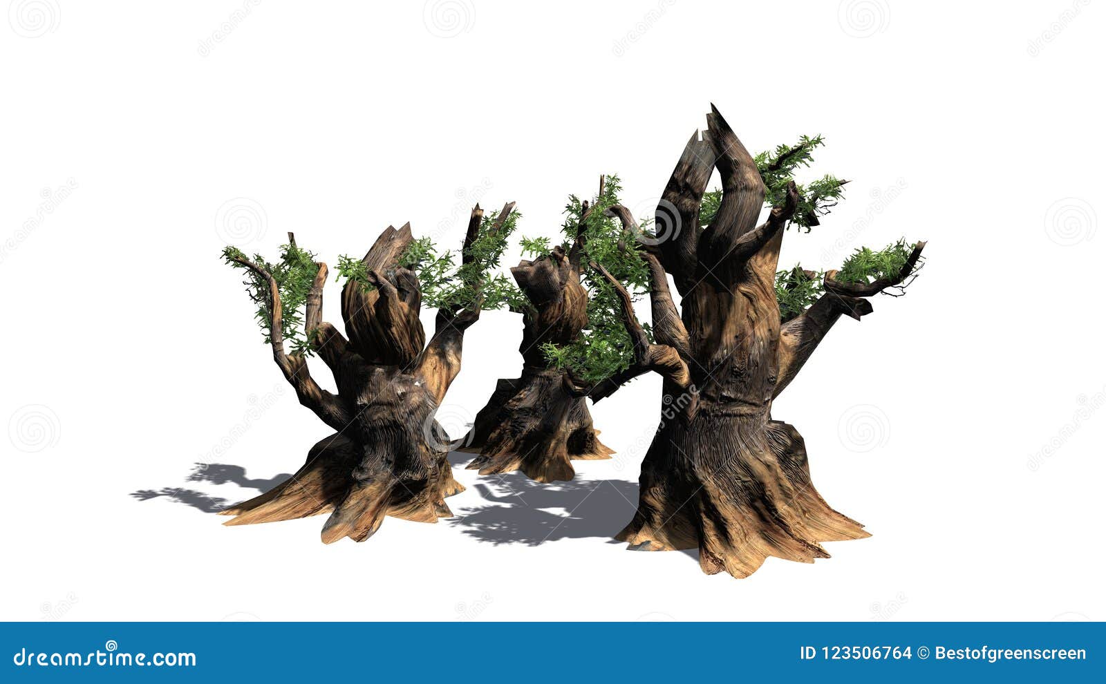 Several Various Bristlecone Pine Trees Royalty-Free Stock Image ...