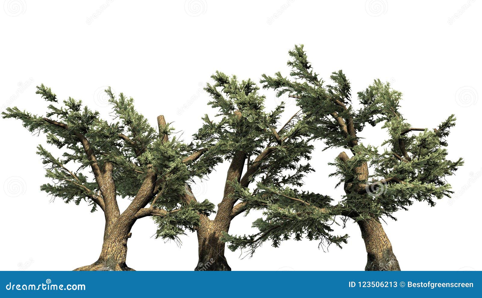 Cedar Of Lebanon Tree Stock Image | CartoonDealer.com #123505747