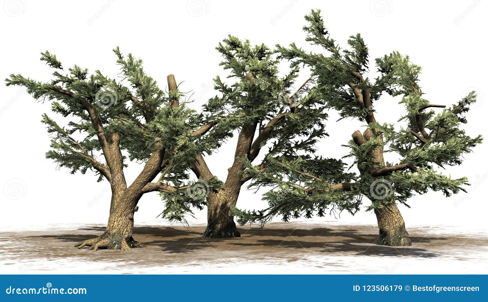 Several Various Cedar of Lebanon Trees Stock Illustration ...
