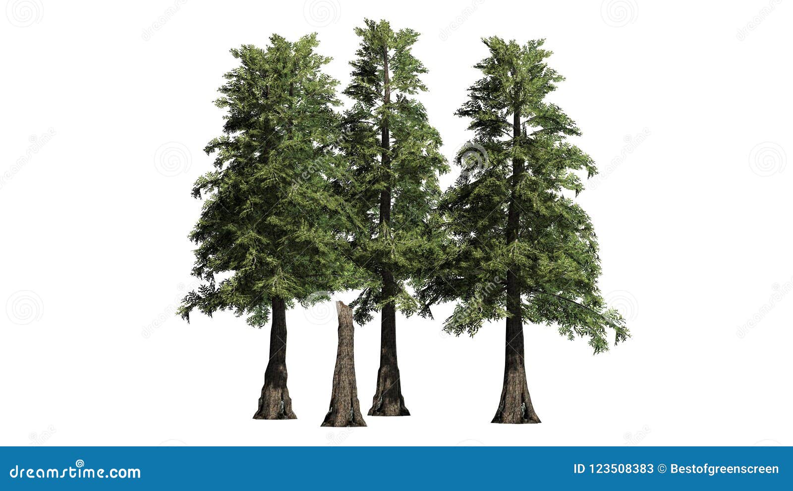 Western Red Cedar Tree Drawings