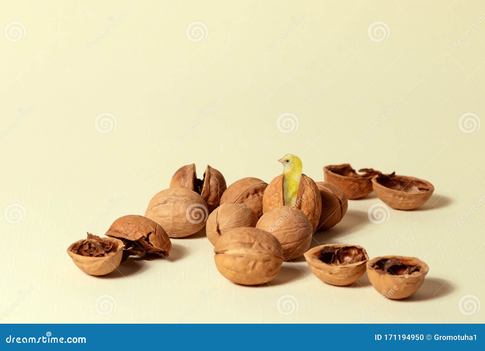 Among Several Walnut Fruits is a Split Walnut with a Chicken Emerging ...