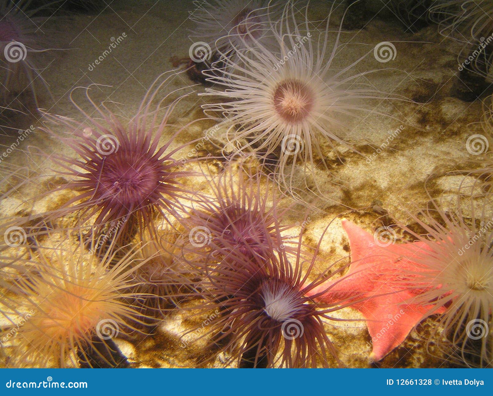 Several Water Colors and Red Starfish Stock Photo - Image of fauna ...
