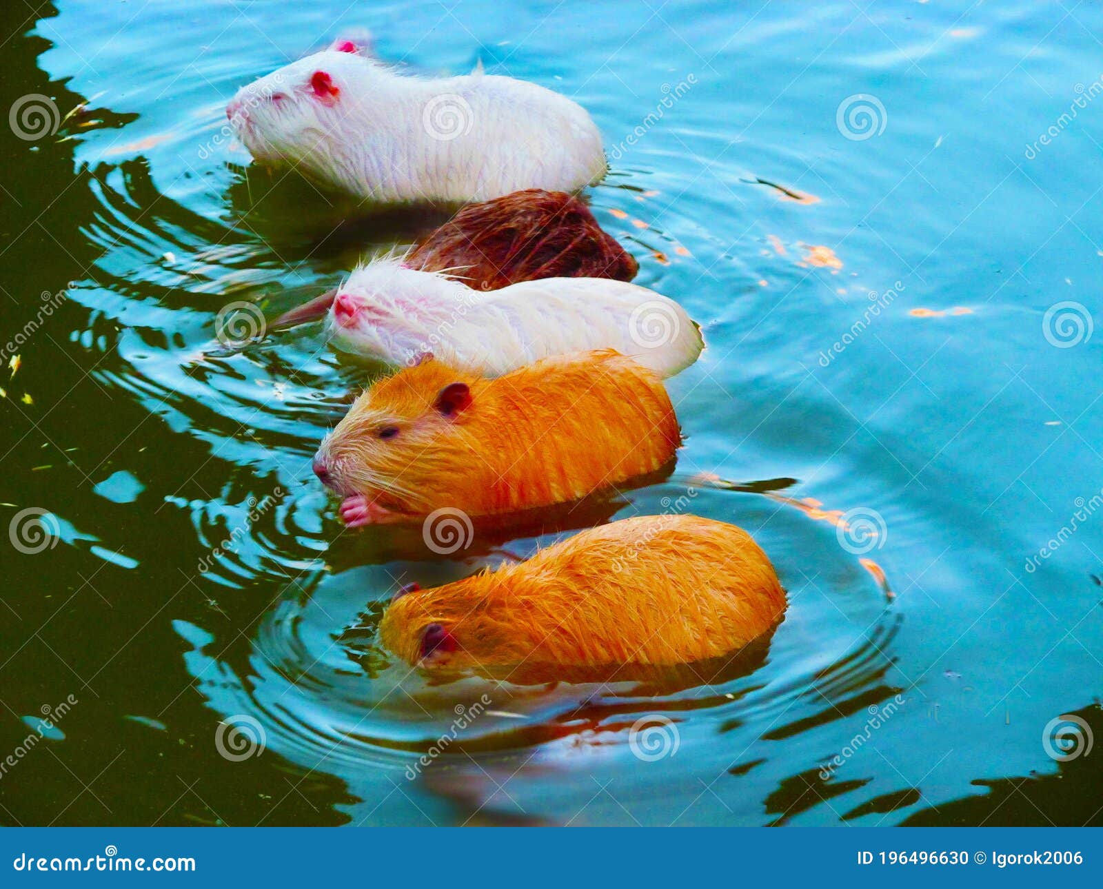 Several Water Rats Lined Up in a Row Swim in the Water Stock Photo ...