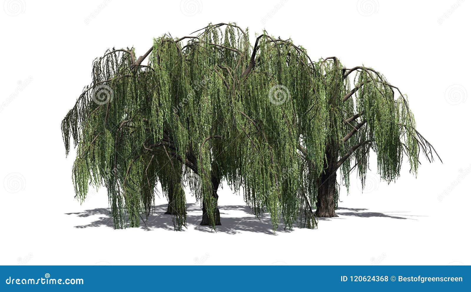 Several Weeping Willow Trees Stock Photo - Image of leaf, tree: 120624368