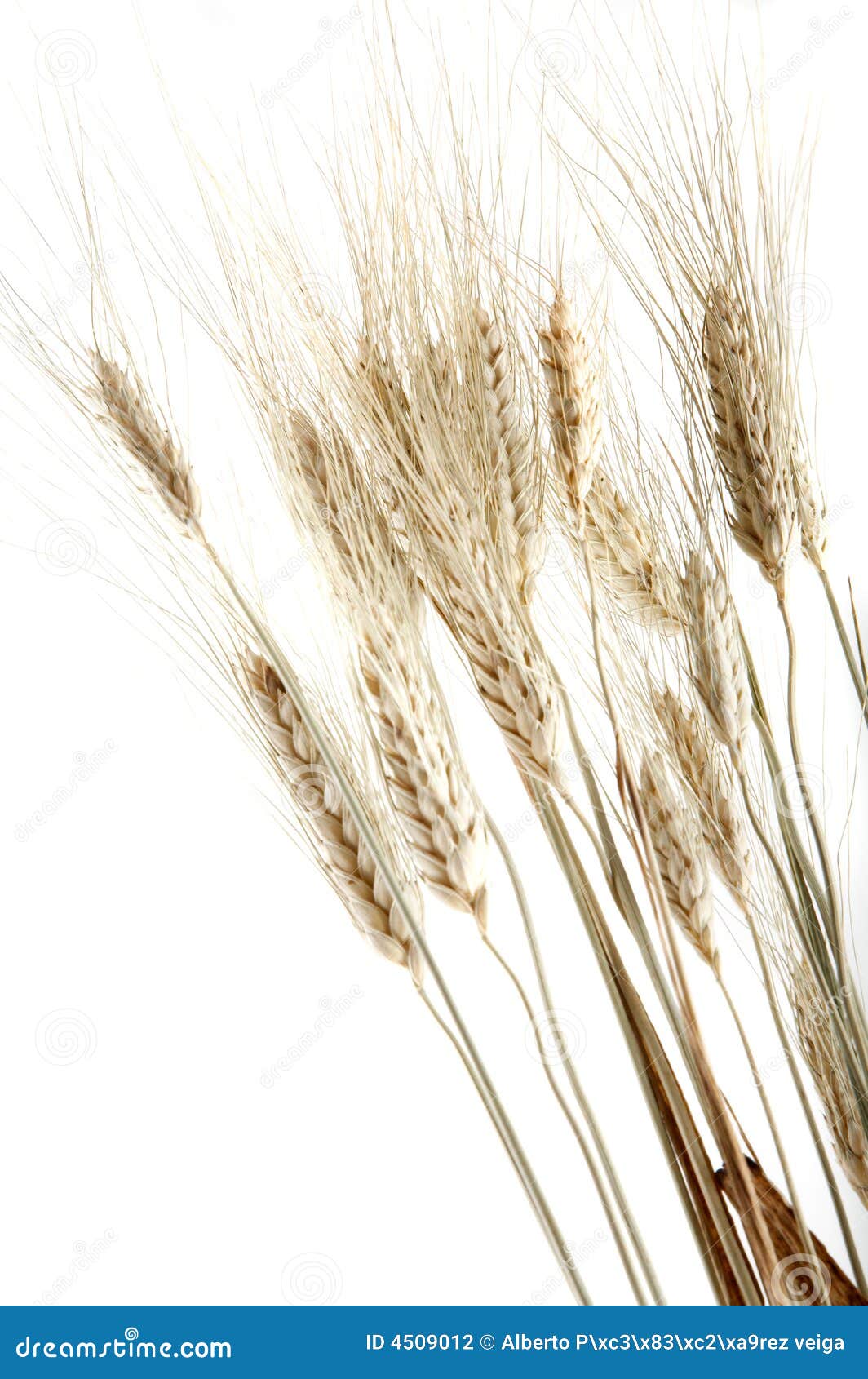 Several Wheat spikes stock photo. Image of agriculture - 4509012