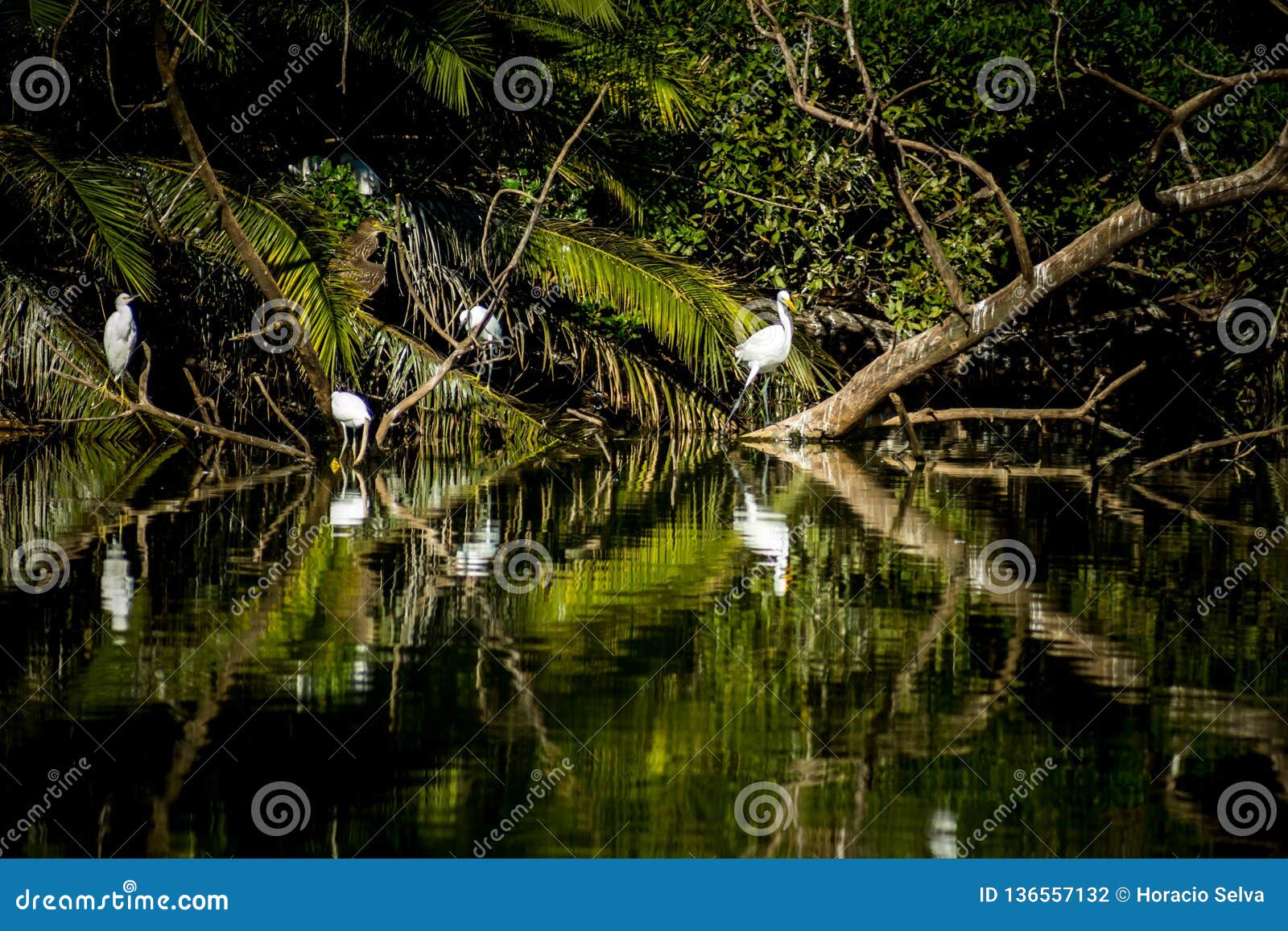 Several White Birds on the Branches. Reflections in the Water Stock ...