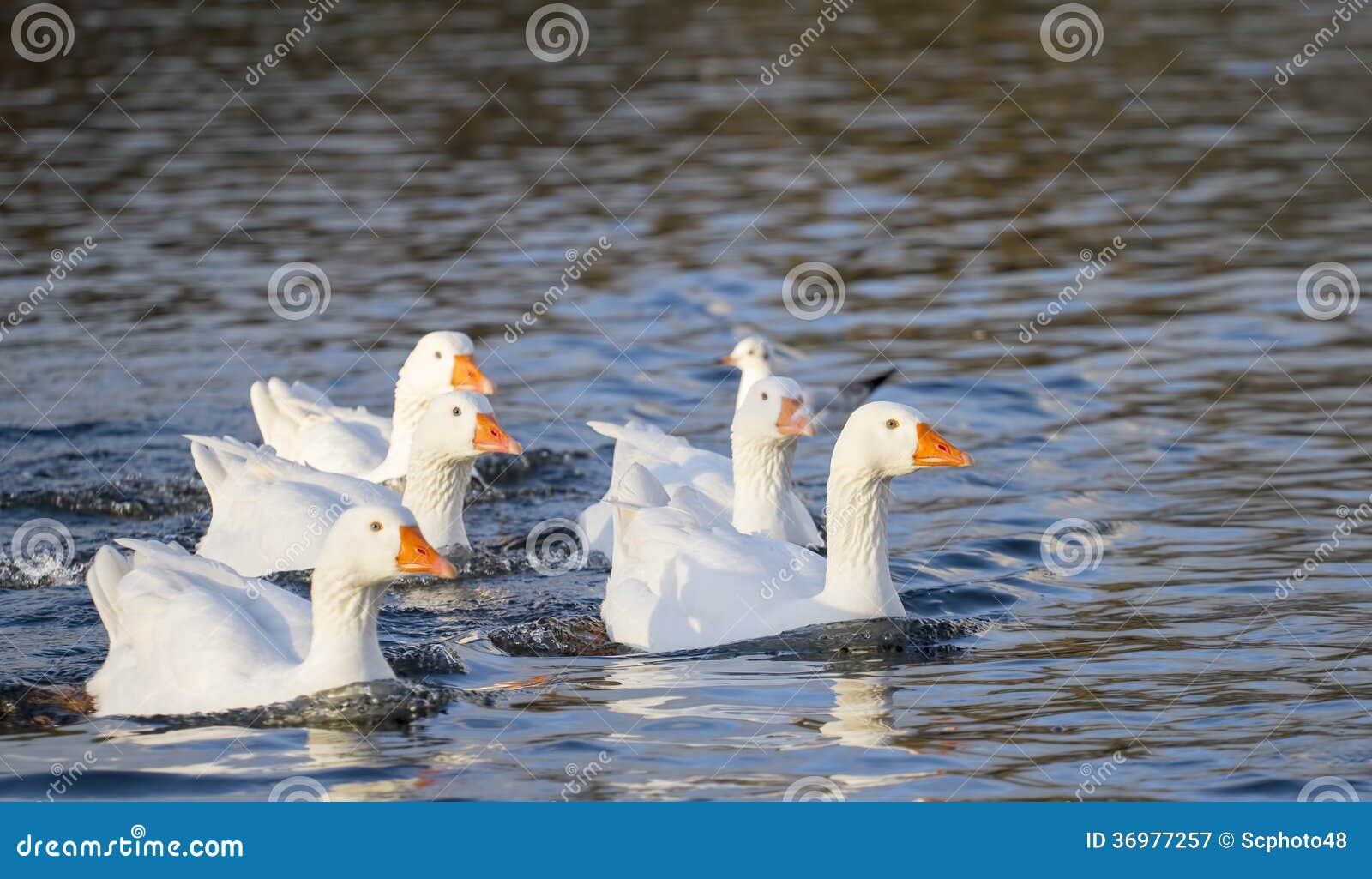 Several white Emden geese stock image. Image of beak - 36977257