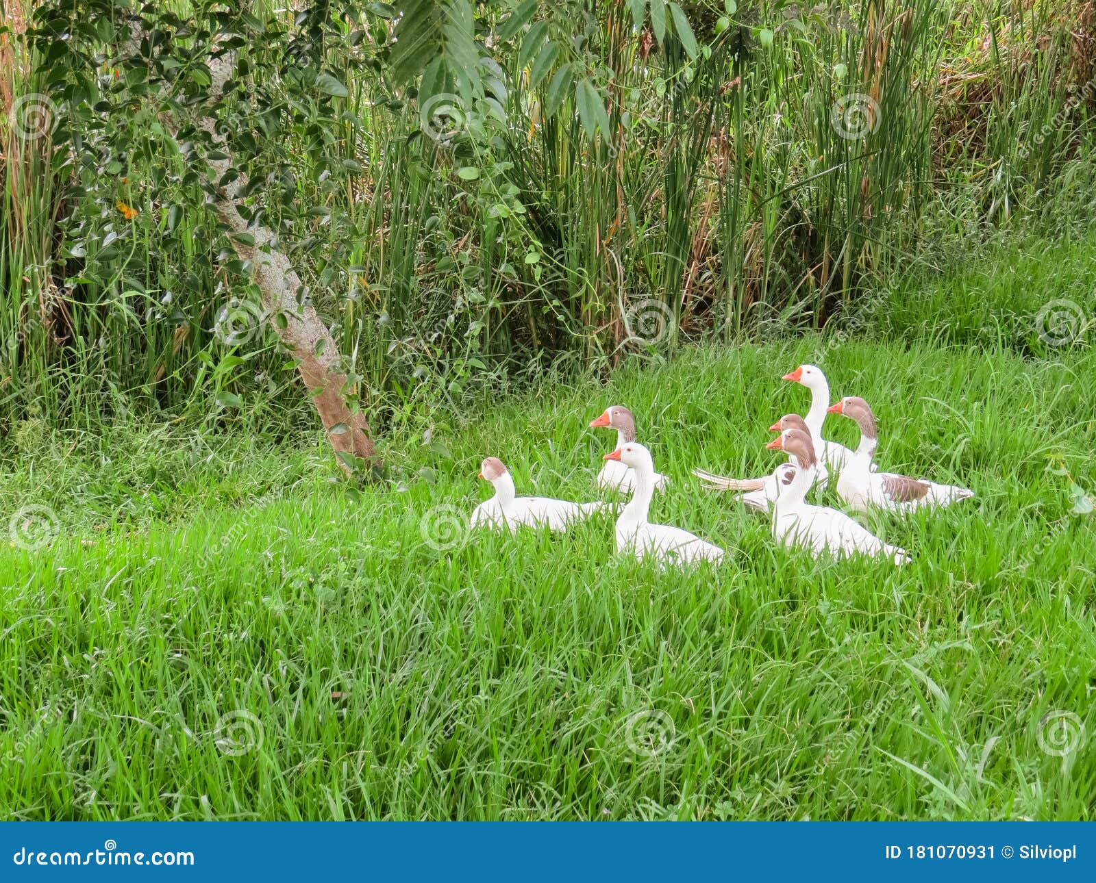 Several White Geese Together on the Lawn. Stock Image - Image of home ...