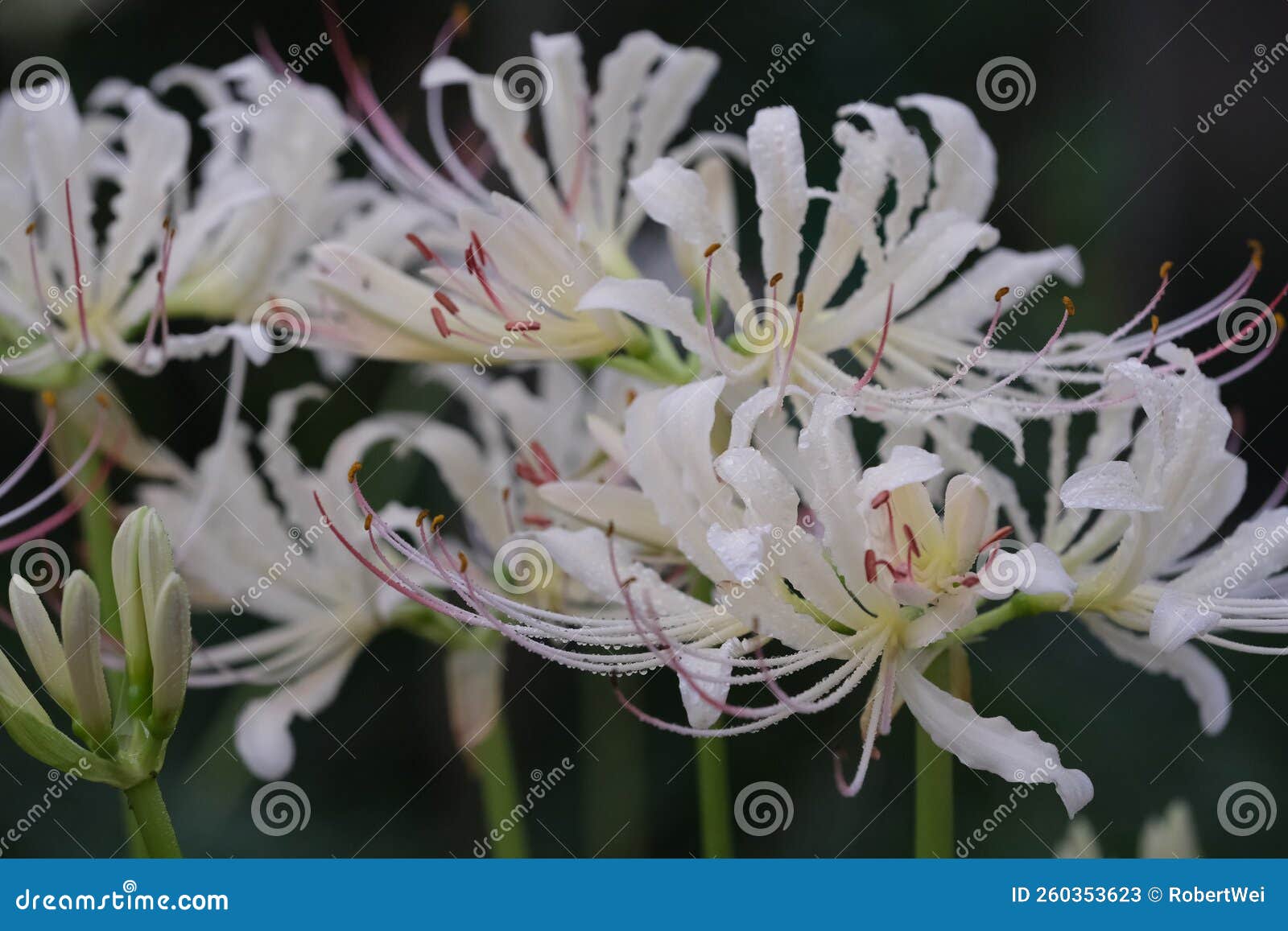 Several White Lycoris Radiata Flowers Stock Image - Image of bloom ...