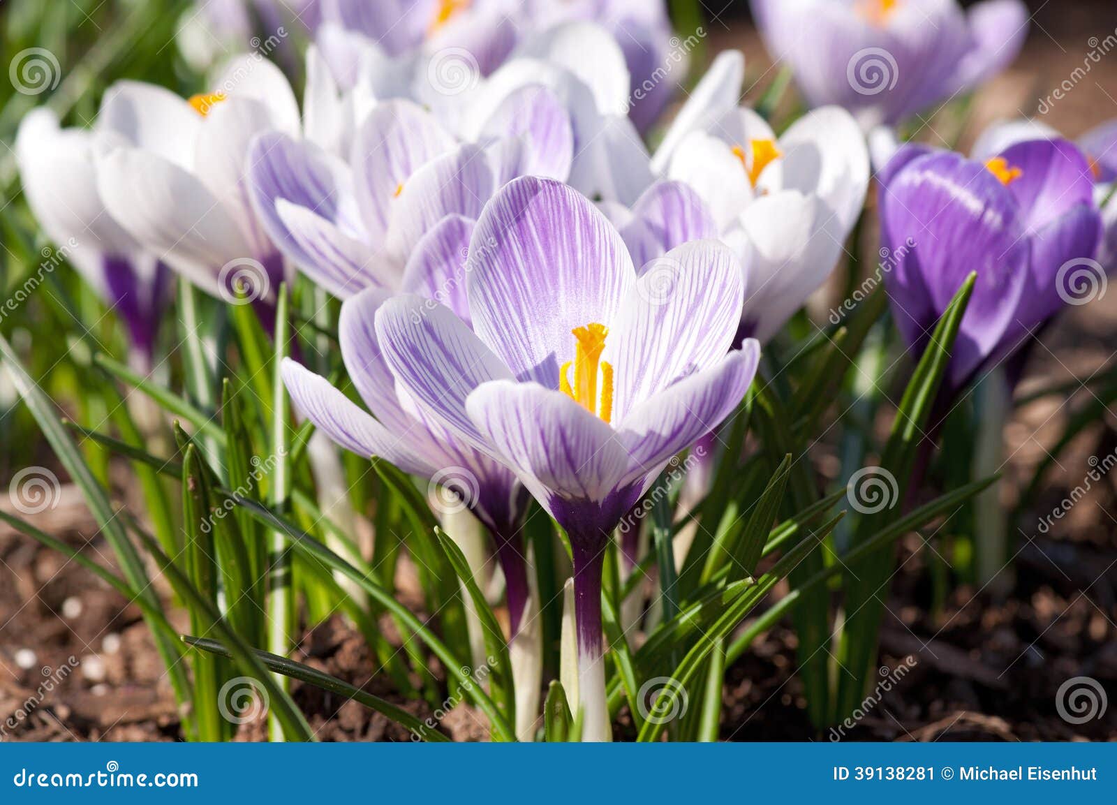 Several White and Purple Crocus Flowers Stock Image - Image of saffron ...