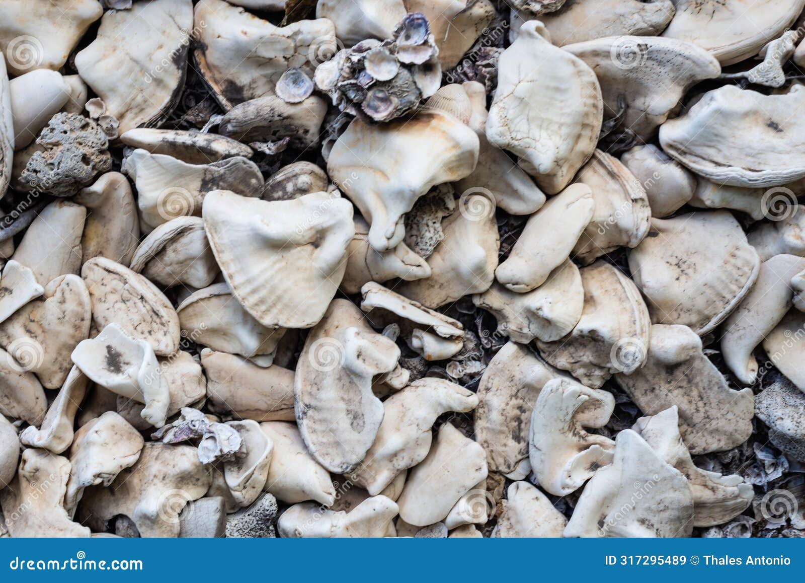 Several White Sea Shells Together Forming a Texture Stock Image - Image ...