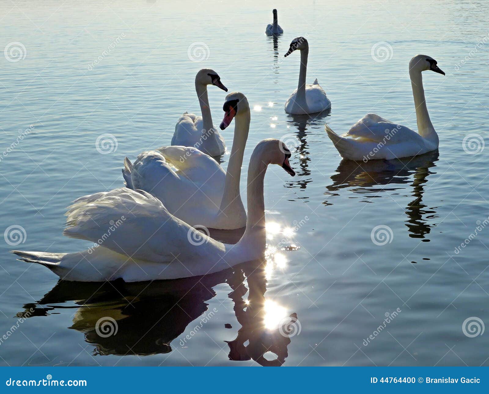 Several White Swans Sunbathing on the Danube Stock Photo - Image of ...