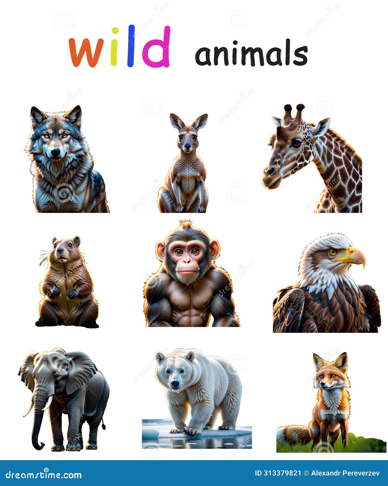 Several Wild Animals in One Picture Stock Illustration - Illustration ...