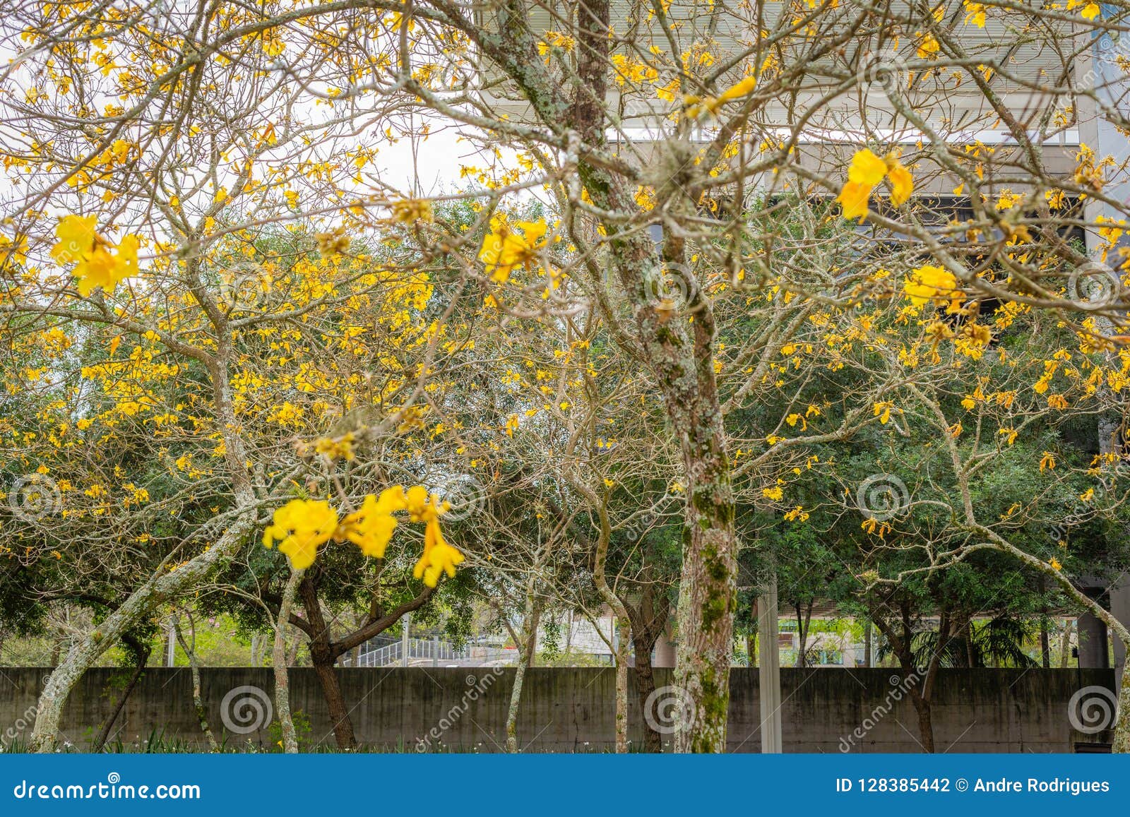 Several Yellow Ipe trees. stock photo. Image of floral - 128385442