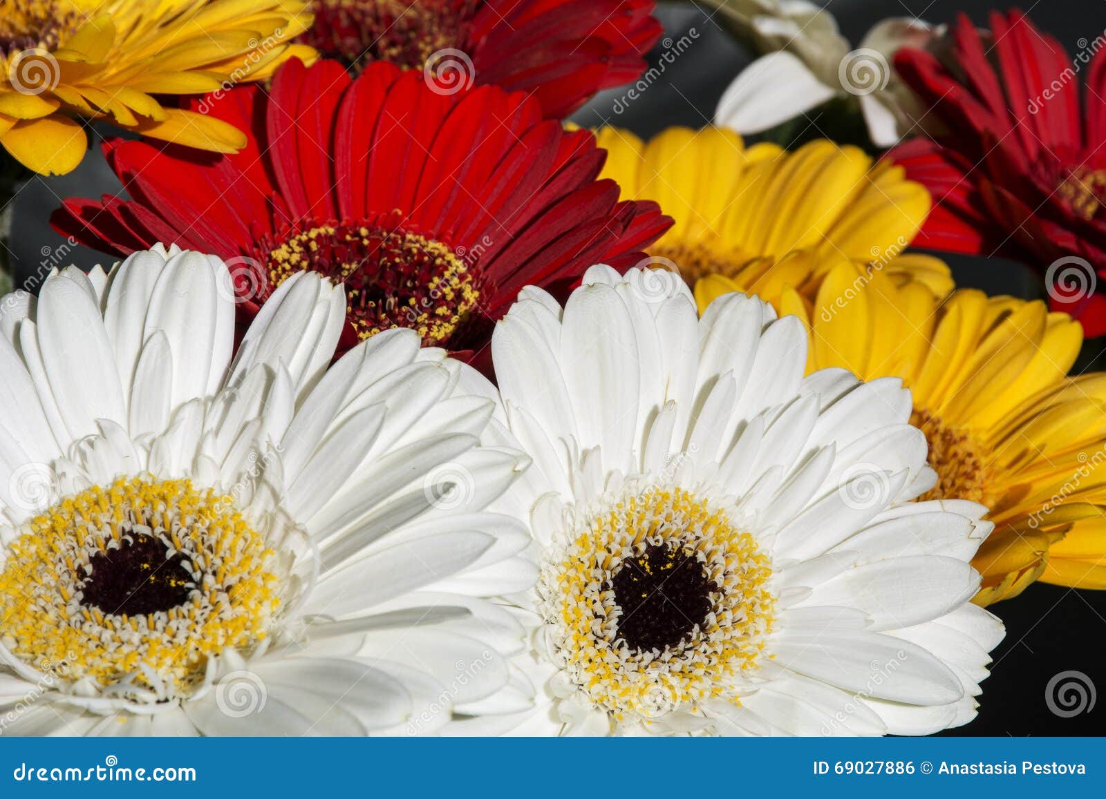 Several Yellow Red and White Flowers Stock Photo - Image of floral ...