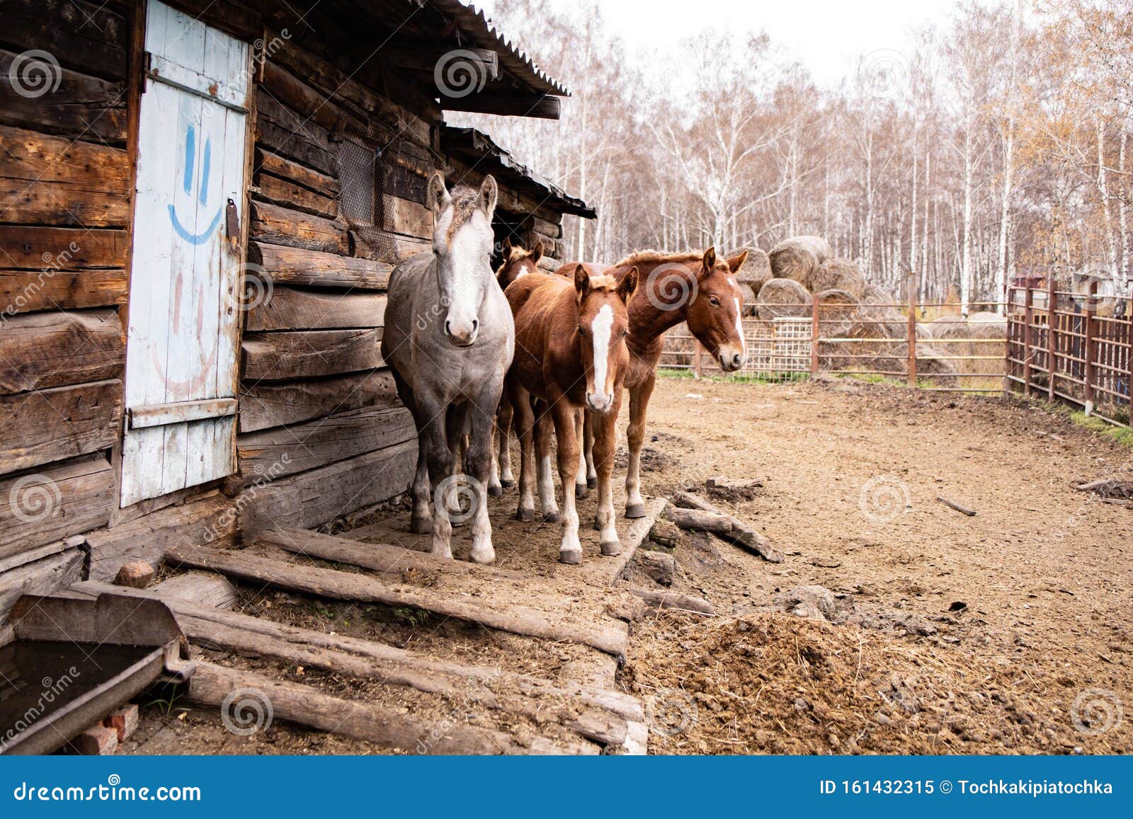 Several Young Horses Walking in Their Large Paddock Stock Image - Image ...