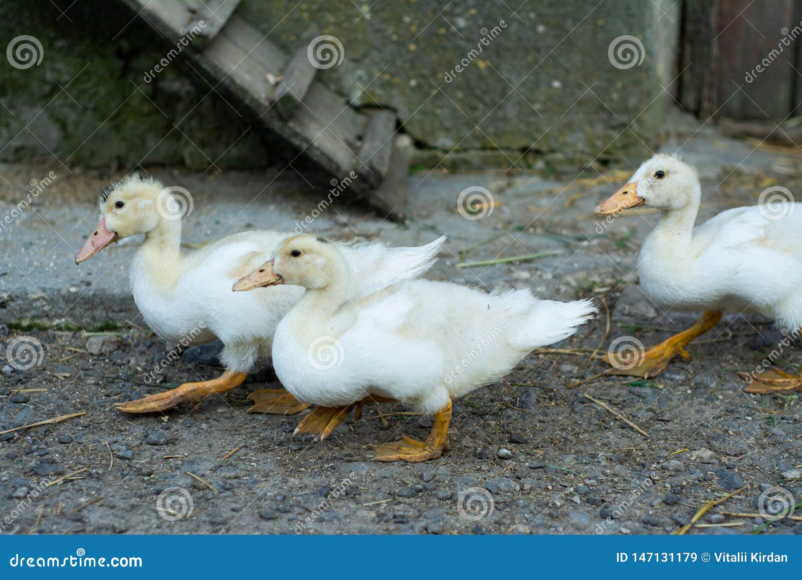Several Young White Ducks Walk Around the Yard. Stock Image - Image of ...