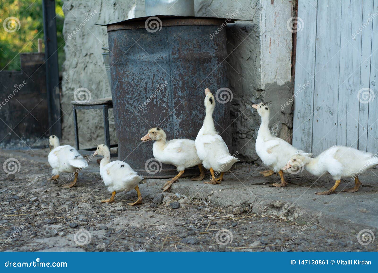 Several Young White Ducks Walk Around the Yard. Stock Image - Image of ...