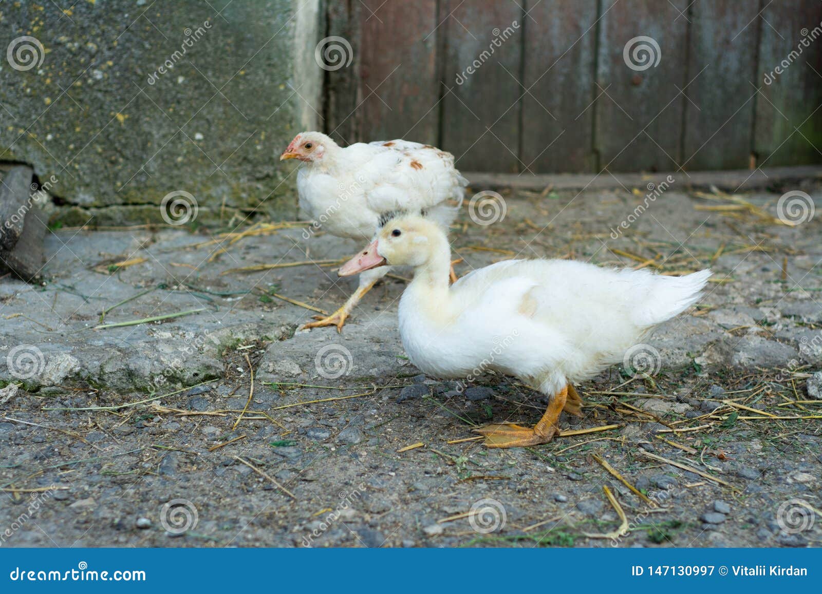 Several Young White Ducks Walk Around the Yard Stock Image - Image of ...