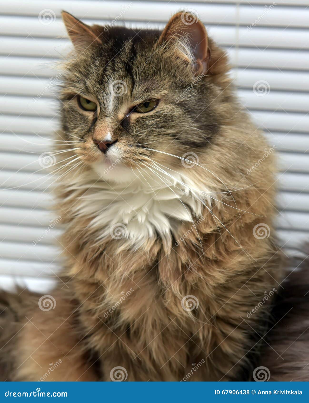 Severe cat stock photo. Image of brown, company, carnivorous - 67906438