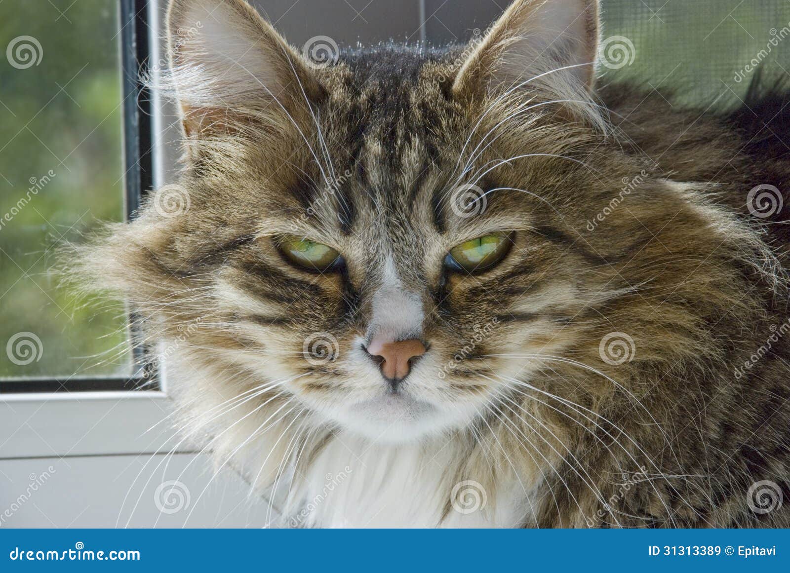 Severe cat stock image. Image of inimical, enemy, green - 31313389