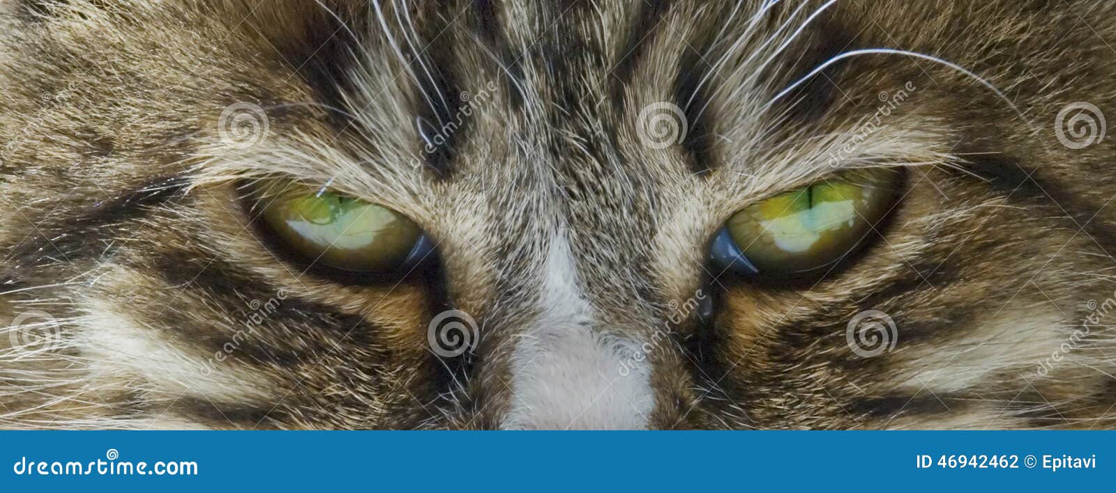 Severe cat stock photo. Image of shaggy, fixedly, feline - 46942462