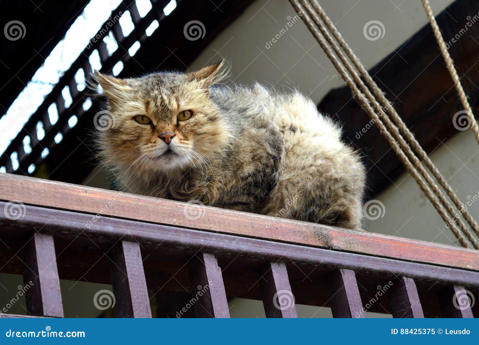 Severe cat stock image. Image of eyes, animal, severe - 88425375