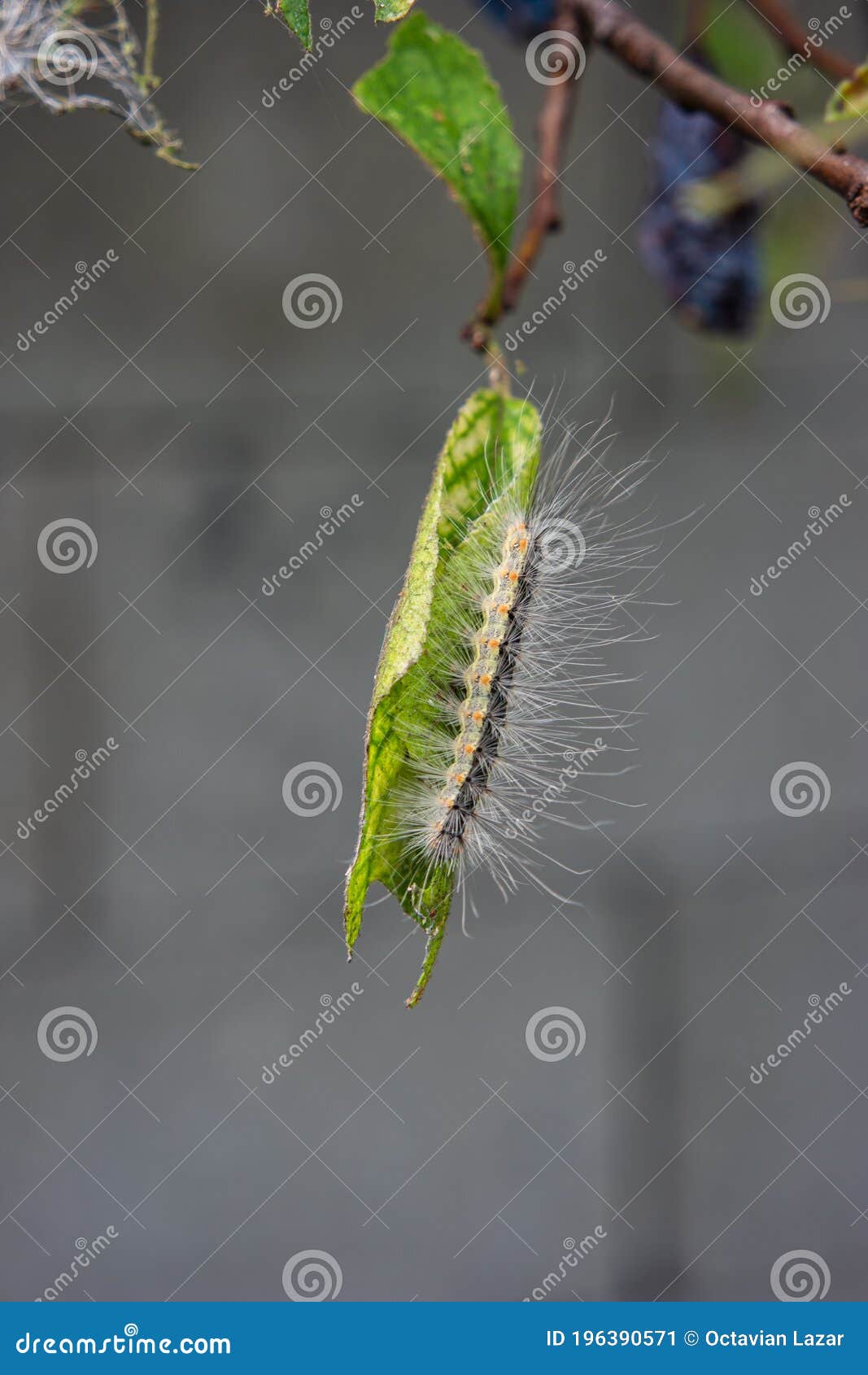 Severe Caterpillar Infestation on a Plum Tree Close Up Shot Stock Image ...