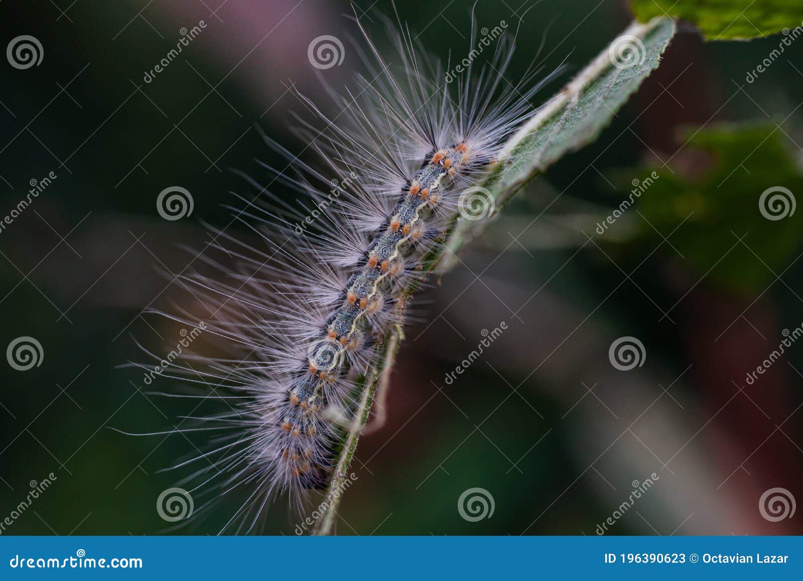 Severe Caterpillar Infestation on a Plum Tree Close Up Shot Stock Image ...