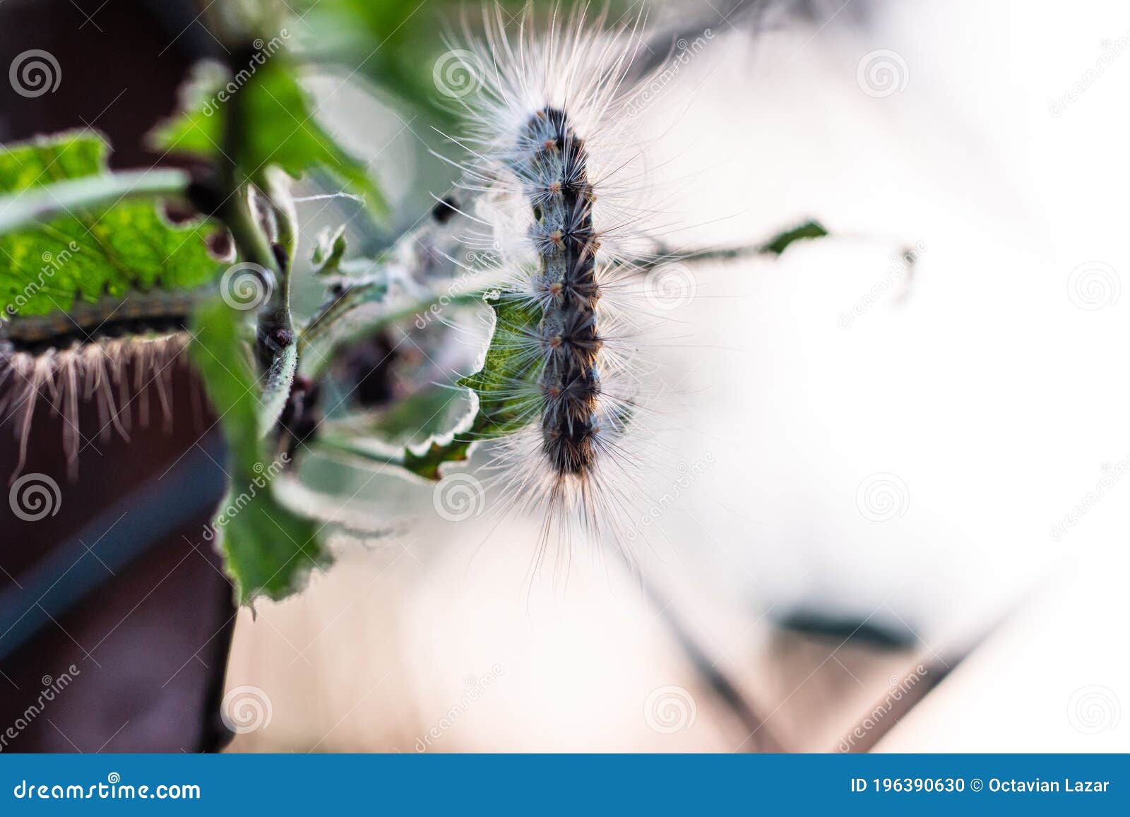 Severe Caterpillar Infestation on a Plum Tree Close Up Shot Stock Photo ...
