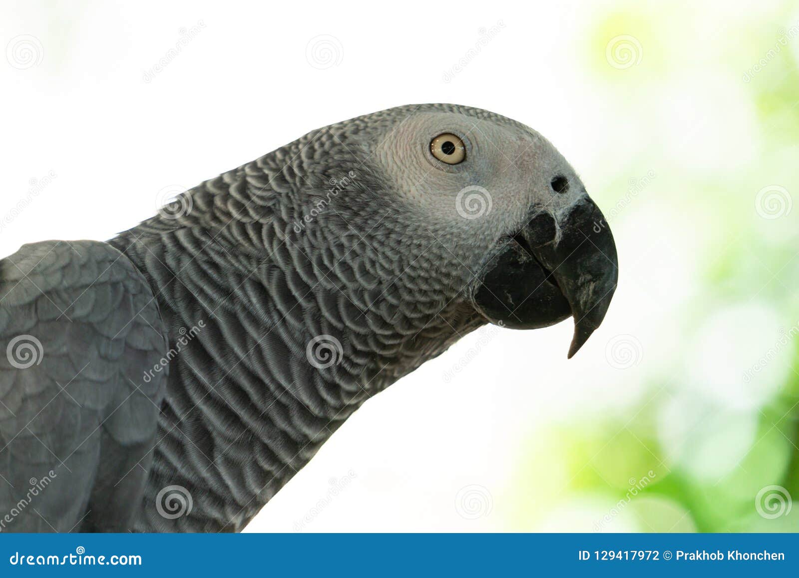 Severe Macaw Parrot,Close Up the Chestnut Fronted Macaw Stock Photo ...
