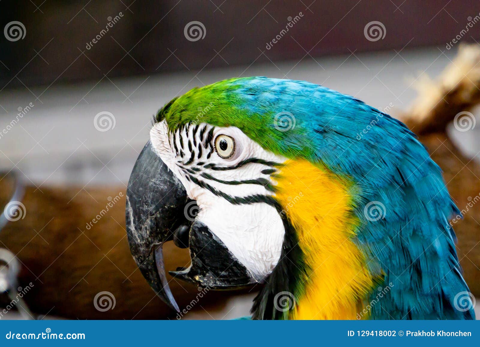 Severe Macaw Parrot,Close Up the Chestnut Fronted Macaw Stock Photo ...